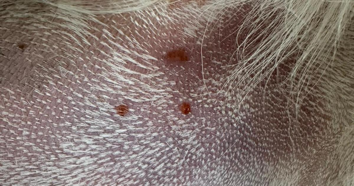 Hallan un palo en el esófago del perro que tenía una mordedura de ...