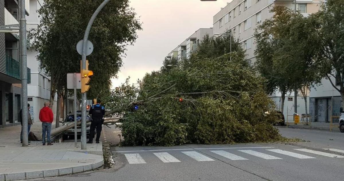 Cau un arbre sobre un cotxe parat en un semàfor a Pardinyes