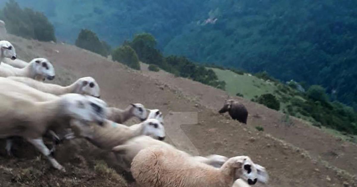 Un pastor consigue ahuyentar a un oso