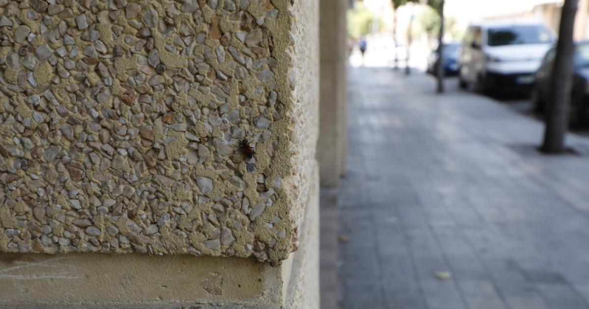 Todos los insectos del mundo pesan tanto como humanos y animales de ...