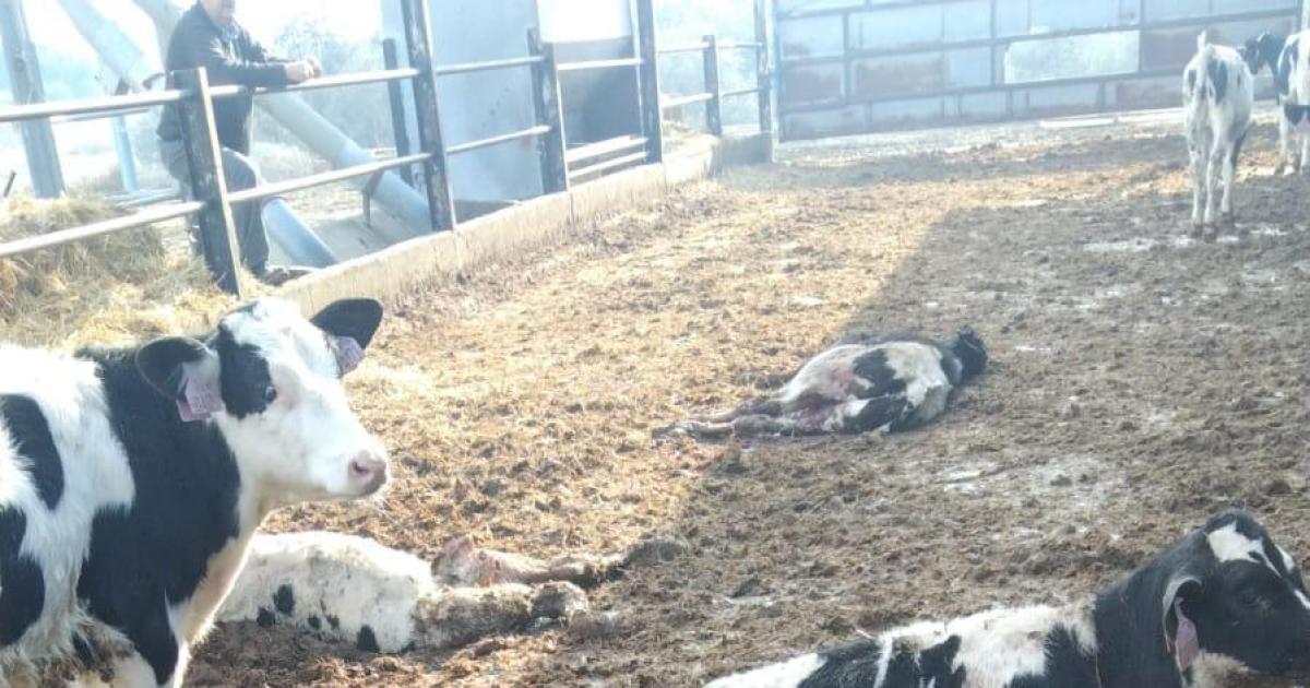 Dotze vedells morts a Soses per dos atacs de gossos assilvestrats