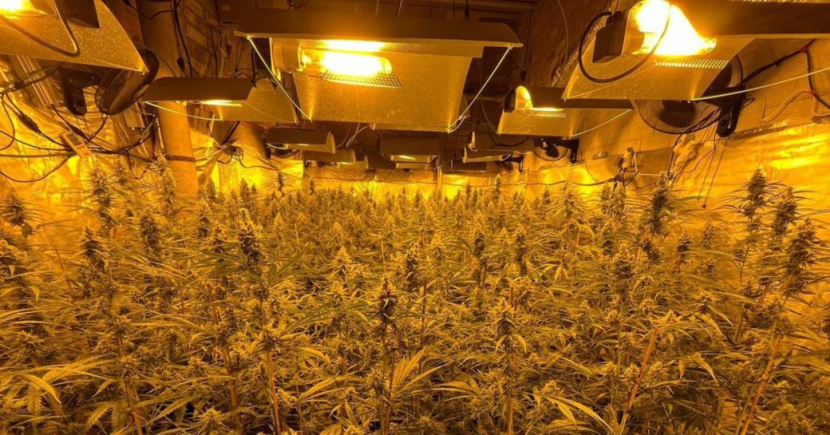 Desmanteladas dos plantaciones interiores de marihuana en Torrelameu