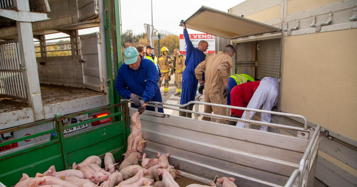 Aparatoso vuelco de un camión que transportaba lechones en la C-13