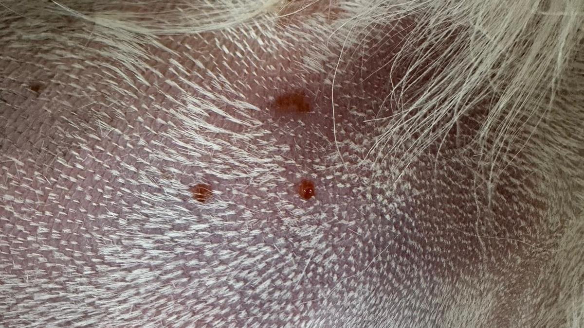 Troben un pal a l'esòfag del gos que va patir una mossegada d'una serp ...