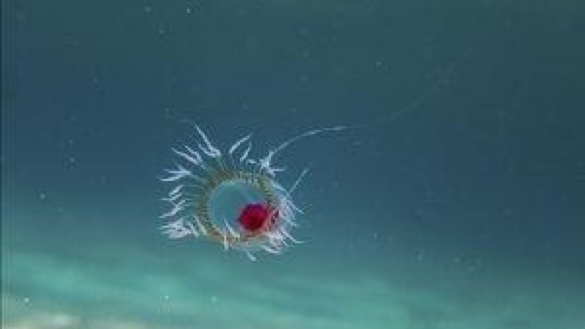 Una especie inmortal de medusas desvela las claves contra el envejecimiento