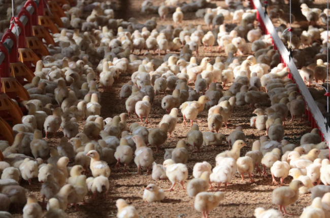 La ganadería intensiva, en el punto de mira