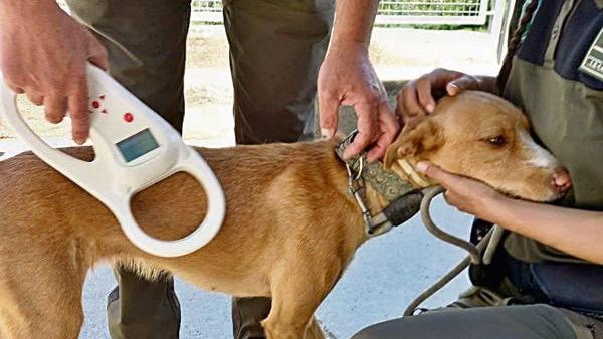 El gos domèstic es desferma i ja ataca el bestiar tant com l’os i el ...