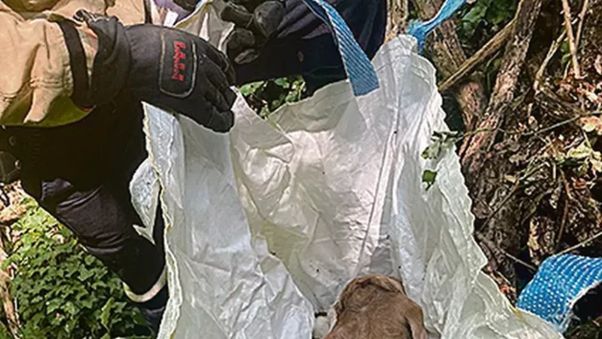 Rescatado un ternero que cayó por un barranco en La Pobla de Segur