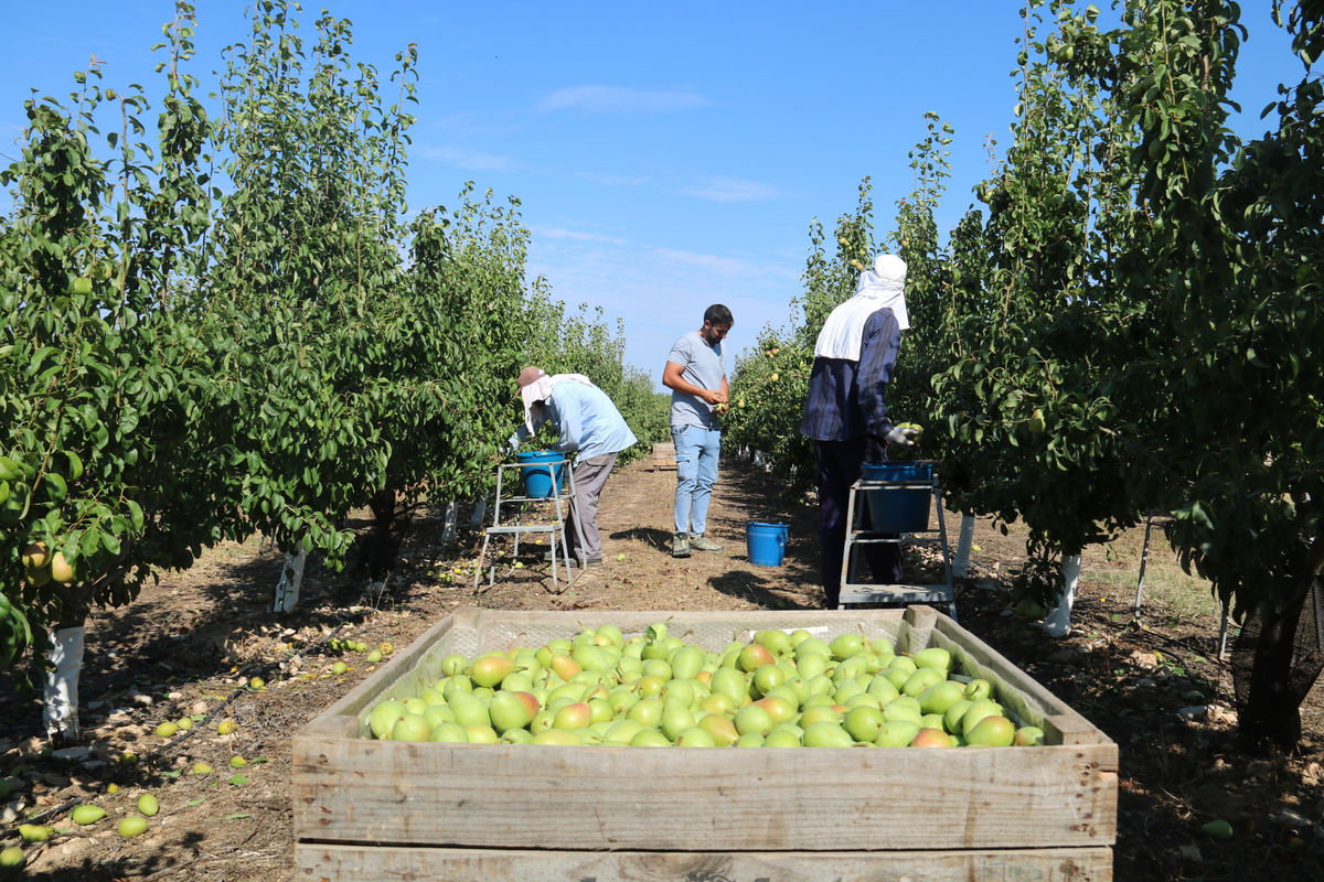 Empieza la cosecha de pera en Ponent, con la Ercolini