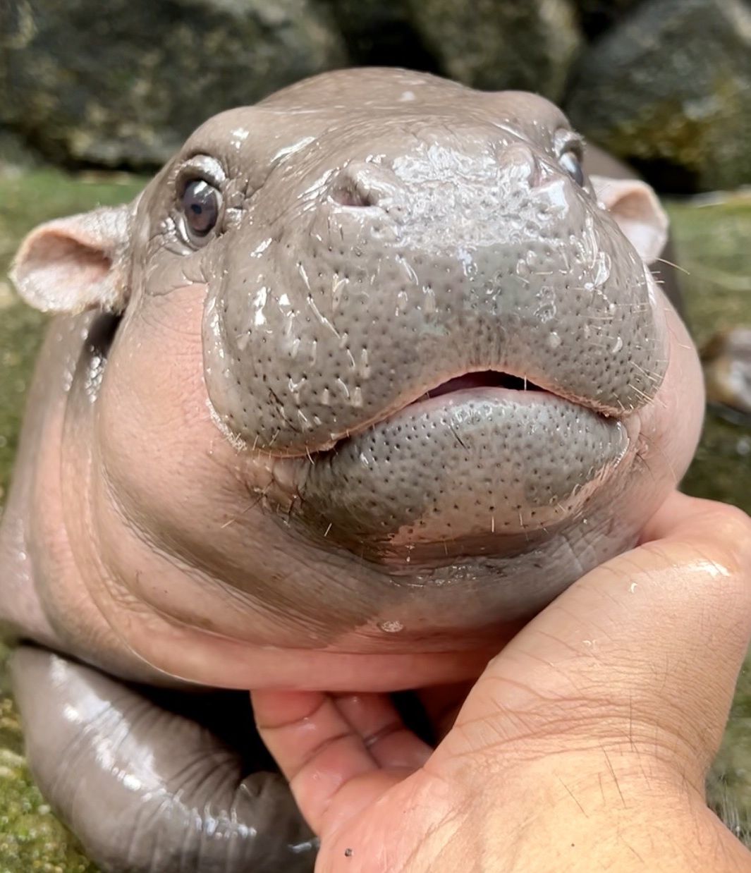 El adorable bebé de hipopótamo pigmeo que se ha hecho viral