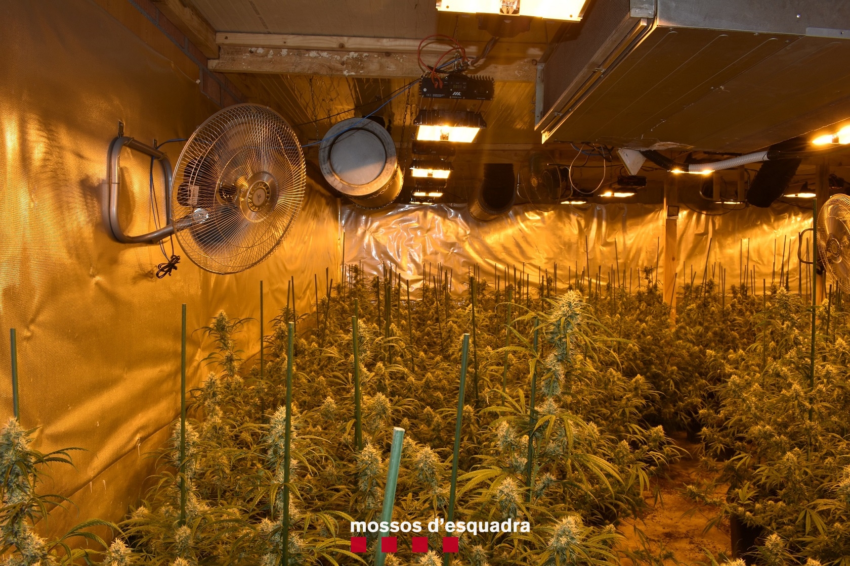 Los Mossos desmantelan una red criminal de marihuana en Lleida y Tarragona