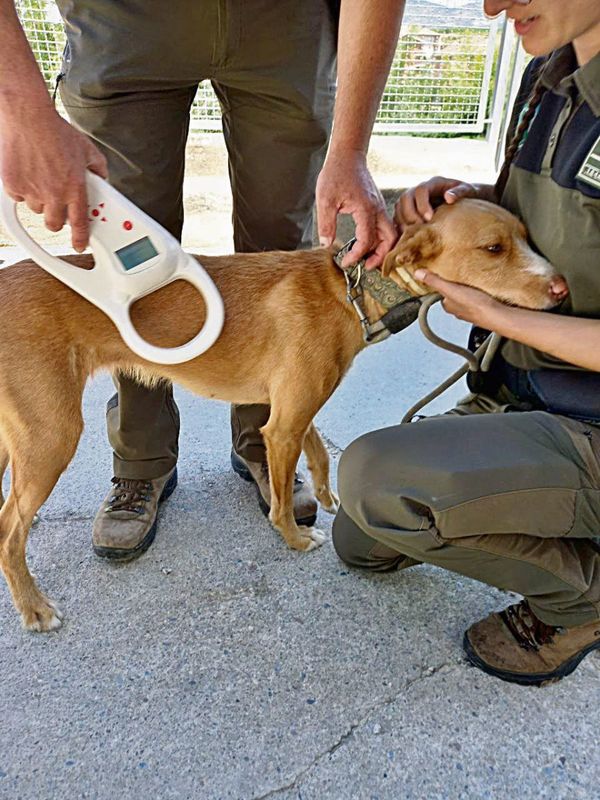 El gos domèstic es desferma i ja ataca el bestiar tant com l’os i el ...