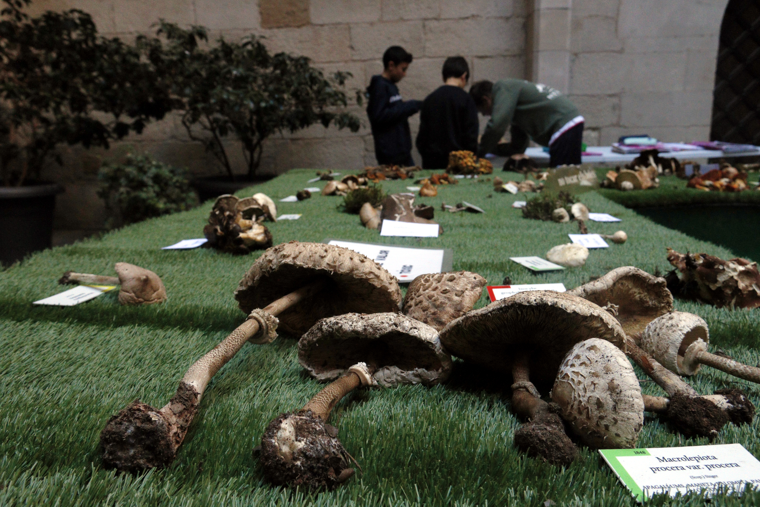 Els boscos de Lleida recuperen una bona producció de bolets, però amb ...