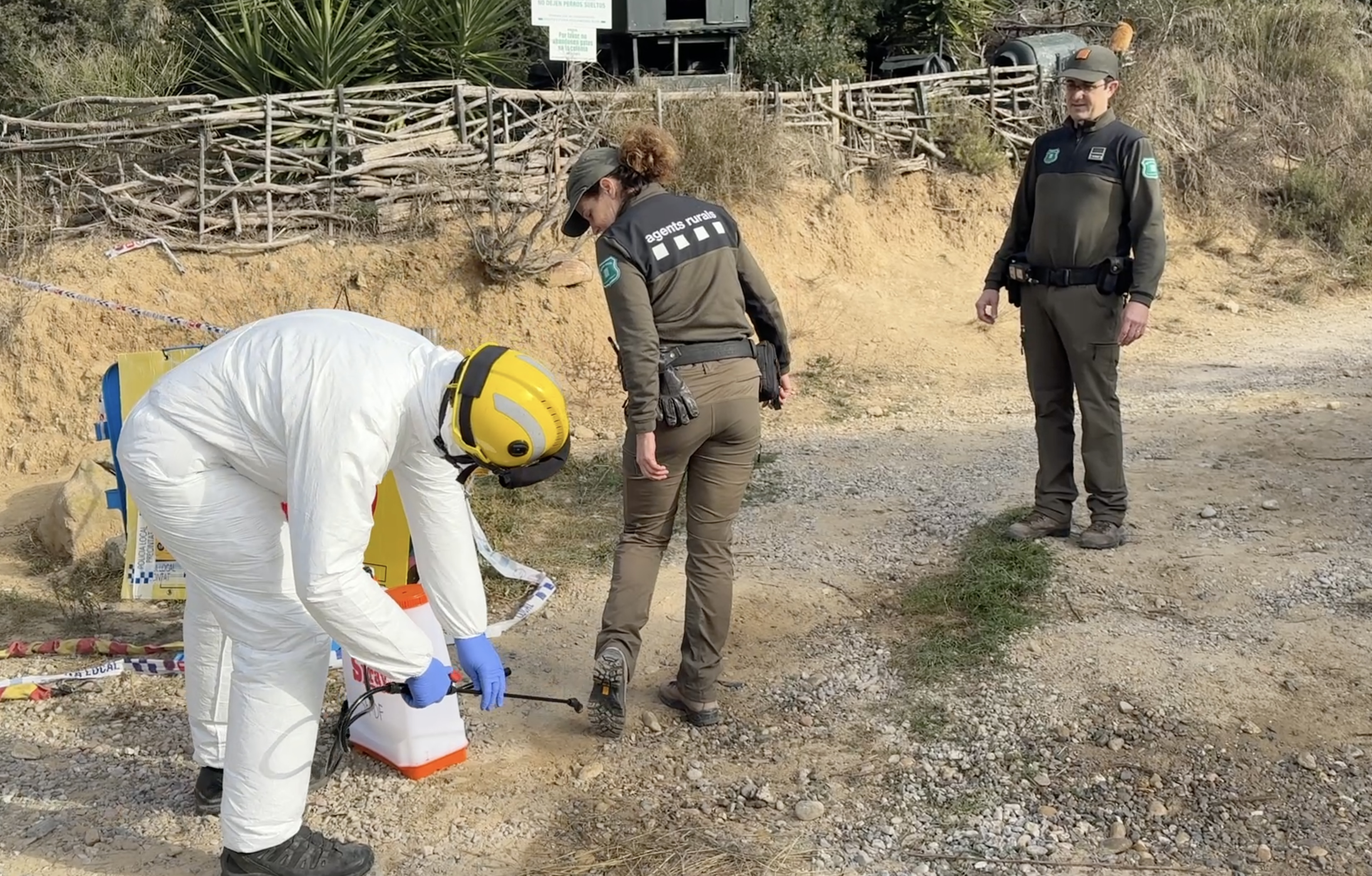 Confirmados otros tres jabalíes muertos por peste porcina africana en ...